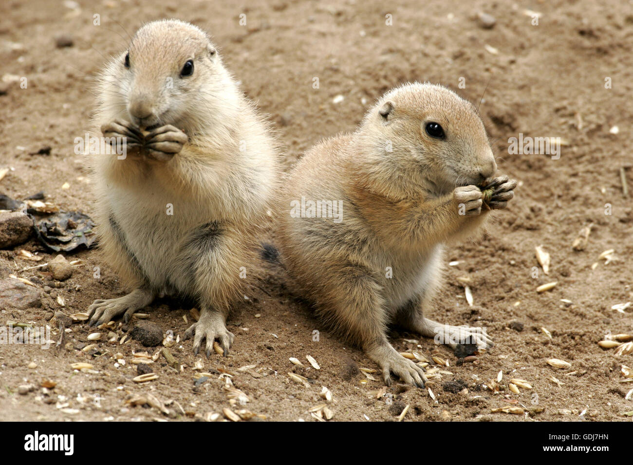 zoology / animals, mammal / mammalian, Black-tailed Prairie Dog ...