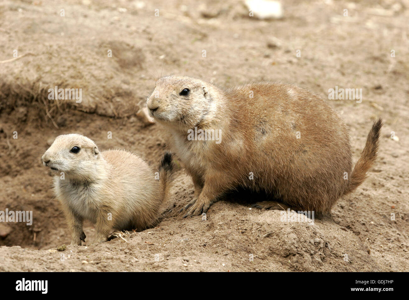 zoology / animals, mammal / mammalian, Black-tailed Prairie Dog ...