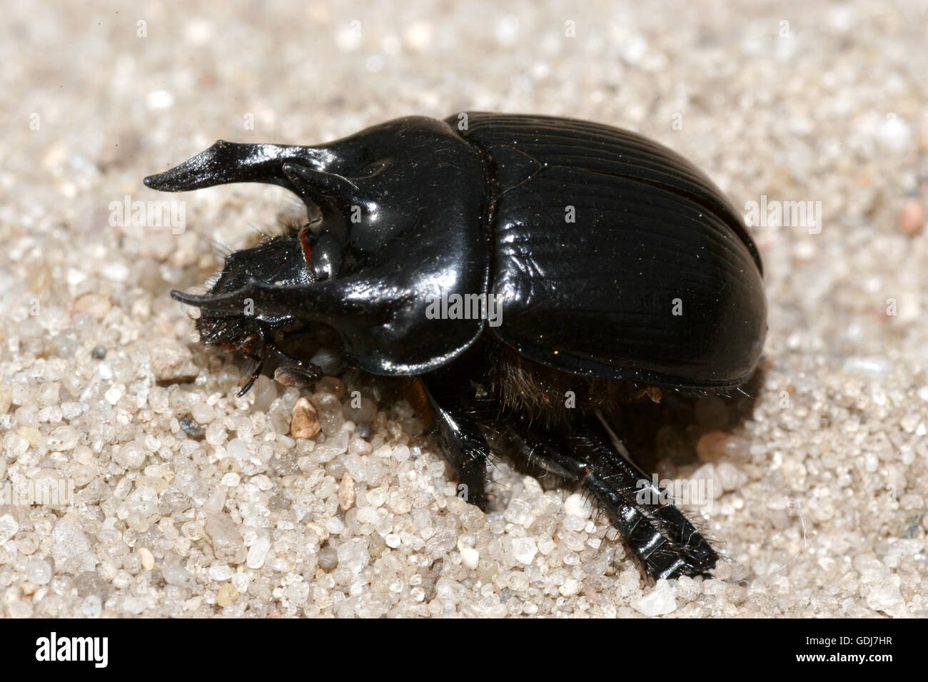 Beetle ducks hi-res stock photography and images - Alamy