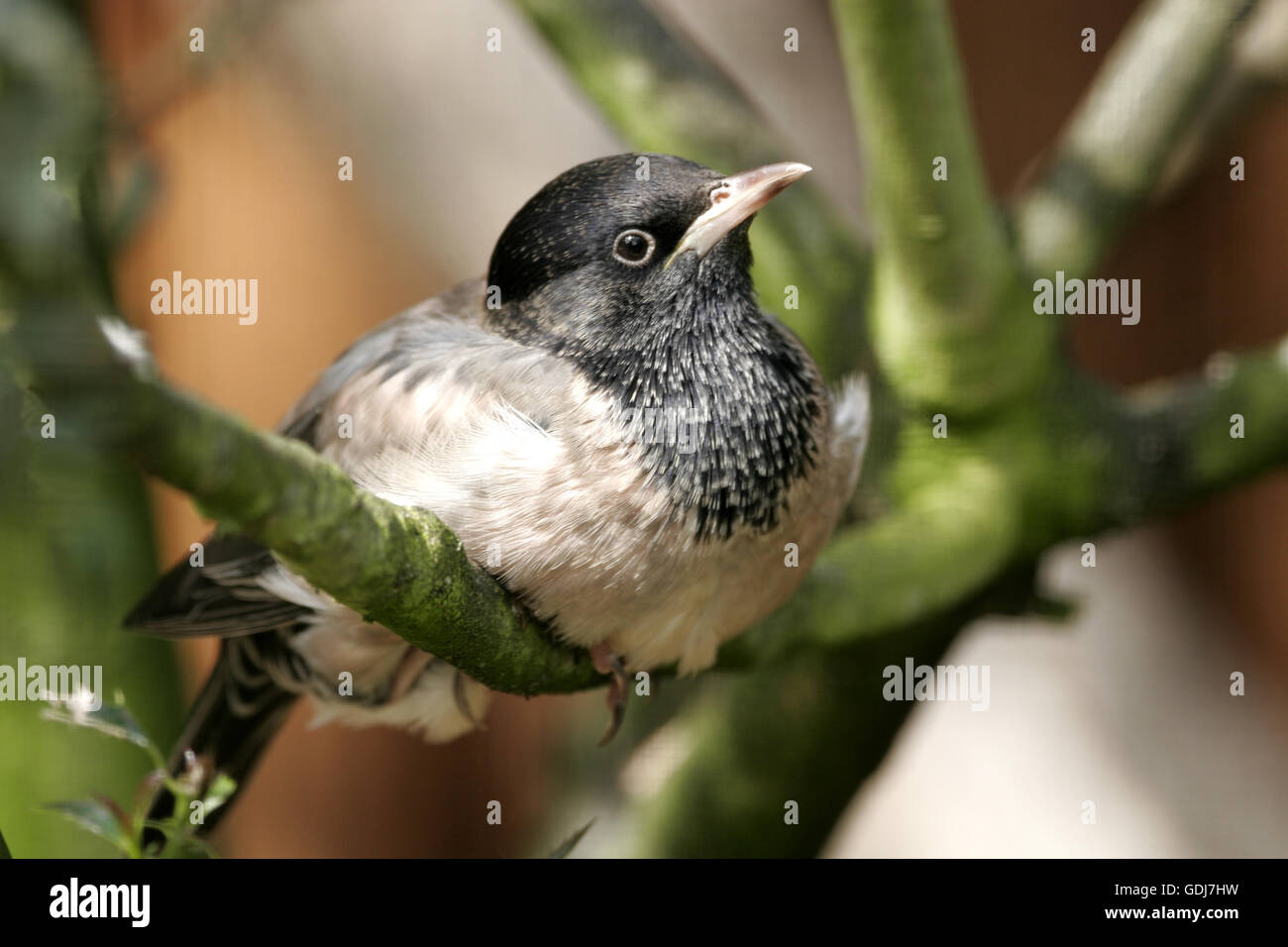 zoology / animals, avian / bird, passerine bird, Rosy Starling (Sturnus ...