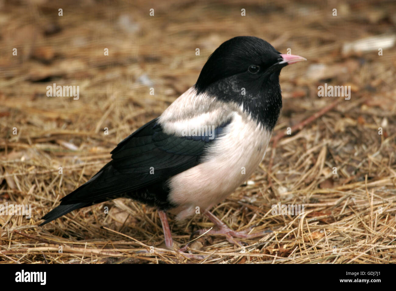 zoology / animals, avian / bird, passerine bird, Rosy Starling (Sturnus ...