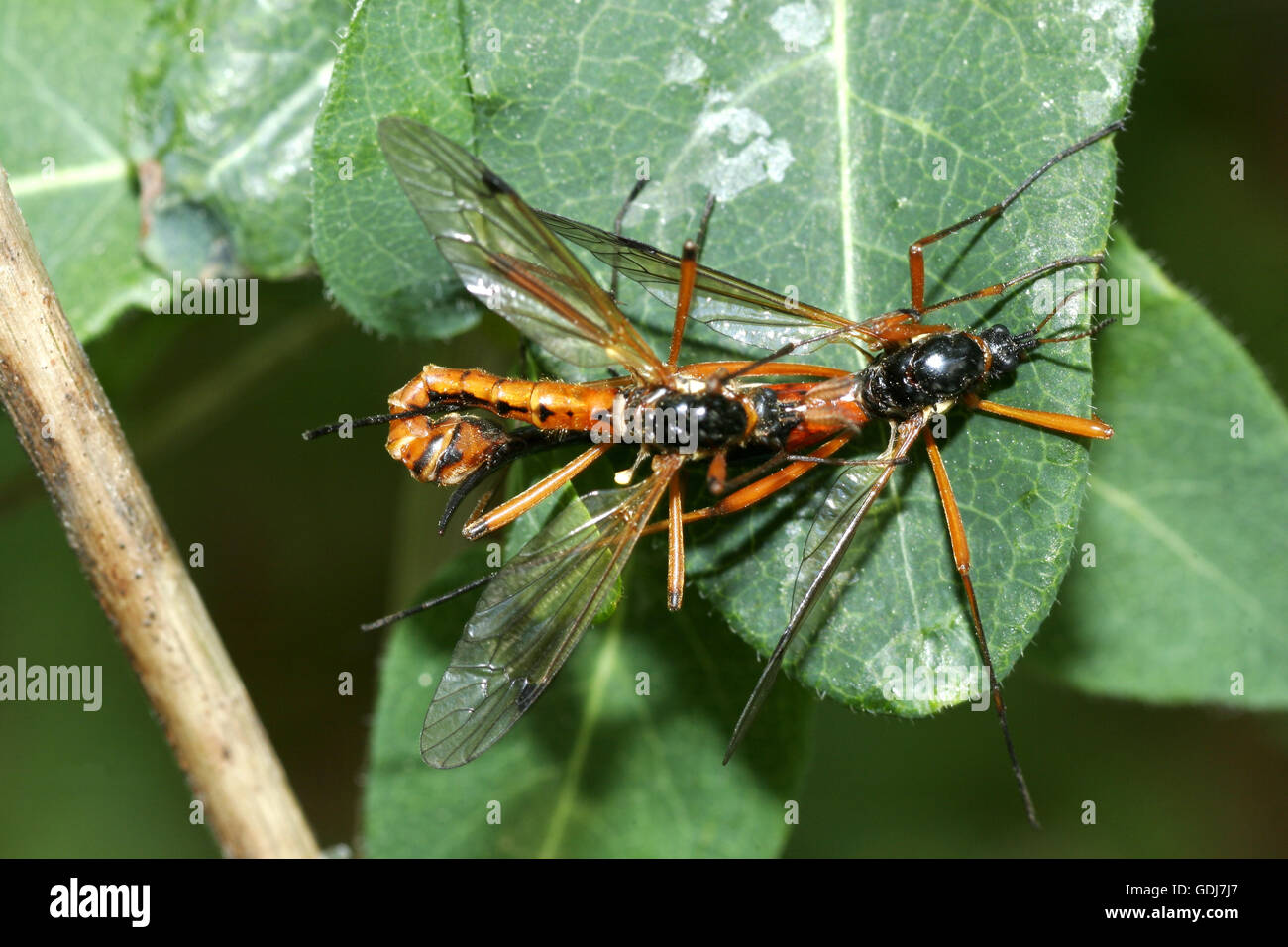 Crane fly tanyptera atrata hi-res stock photography and images - Alamy
