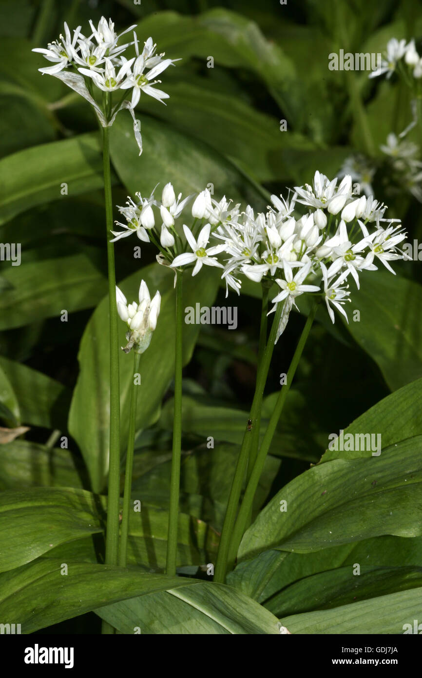 botany, leek, (Allium), Ramsons, (Allium ursinum), blossoms in slip, in ...