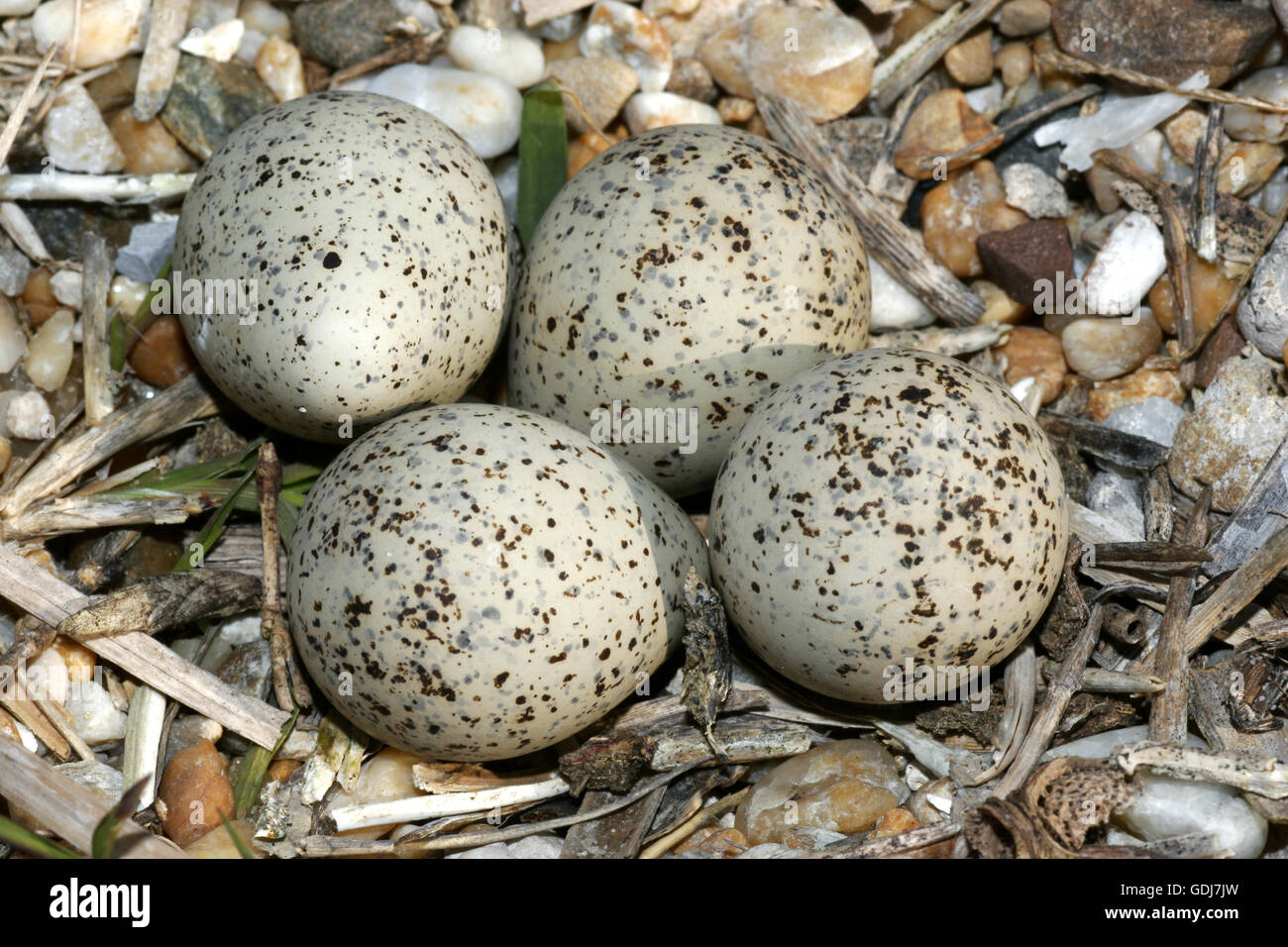 zoology / animals, avian / birds, Common Sandpiper, (Actitis hypoleucos ...