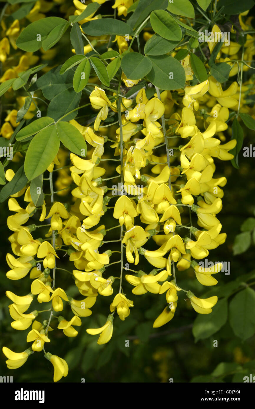 Common laburnum laburnum anagyroides hi-res stock photography and ...