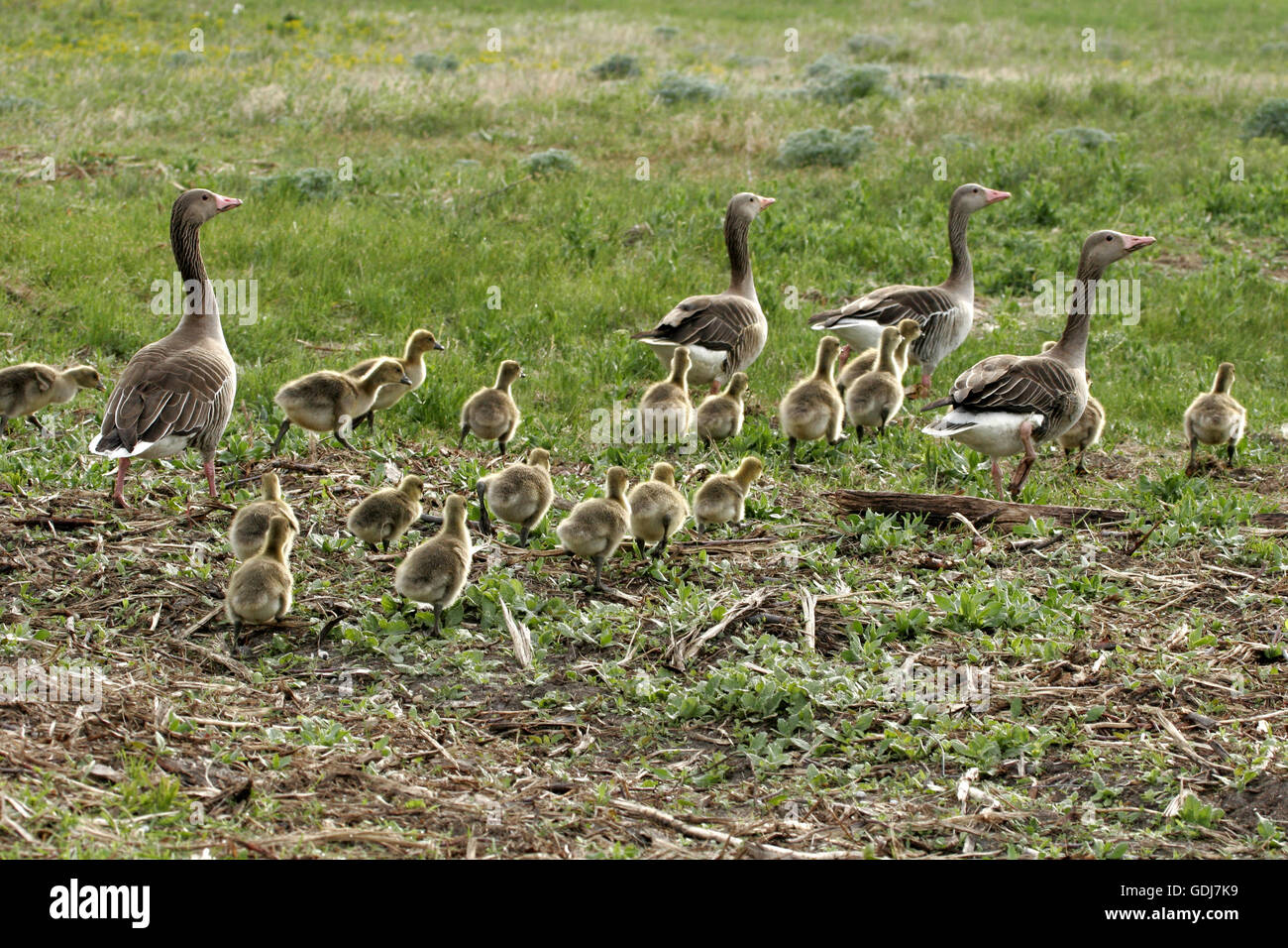 zoology / animals, avian / bird, Anatidae, Greylag Goose, (Anser anser ...