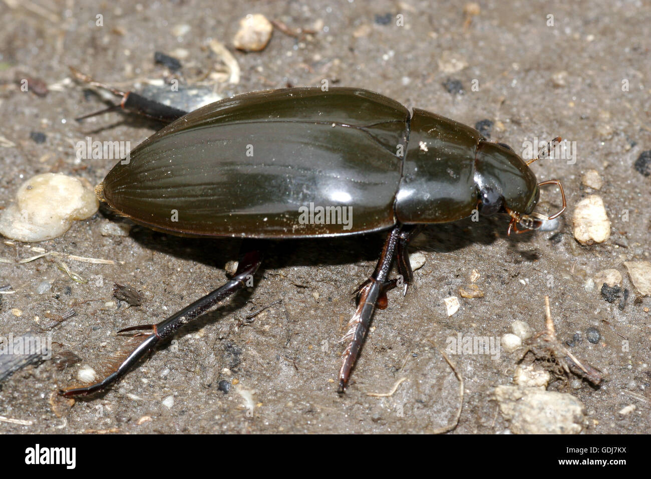 Water scavenger beetle hi-res stock photography and images - Alamy