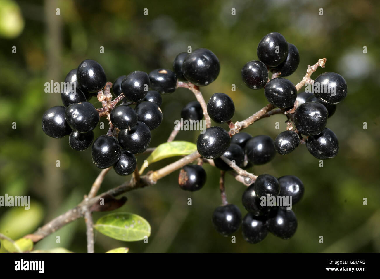 botany, Privet, (Ligustrum), Common Privet, (Ligustrum vulgare), black ...