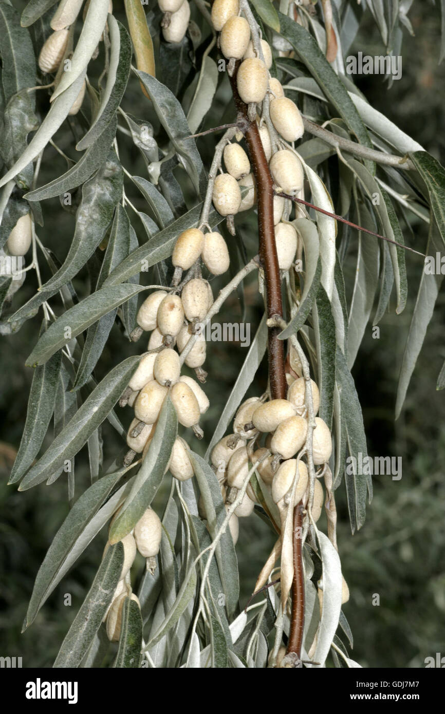 Silverberry hi-res stock photography and images - Alamy
