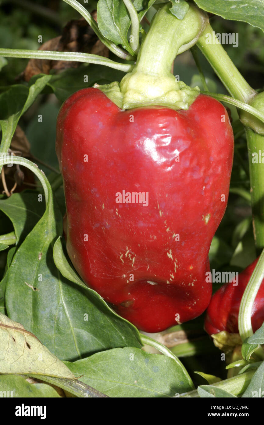 botany, chili peppers, (Capsicum annuum), husk, at shoot, Additional ...