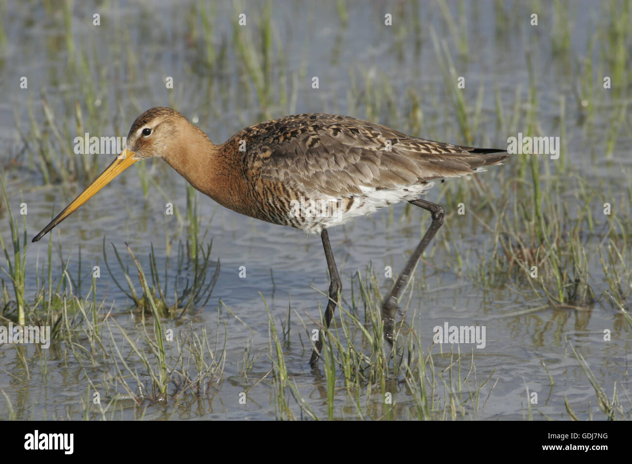zoology / animals, avian / birds, Black-tailed Godwit, (Limosa limosa ...