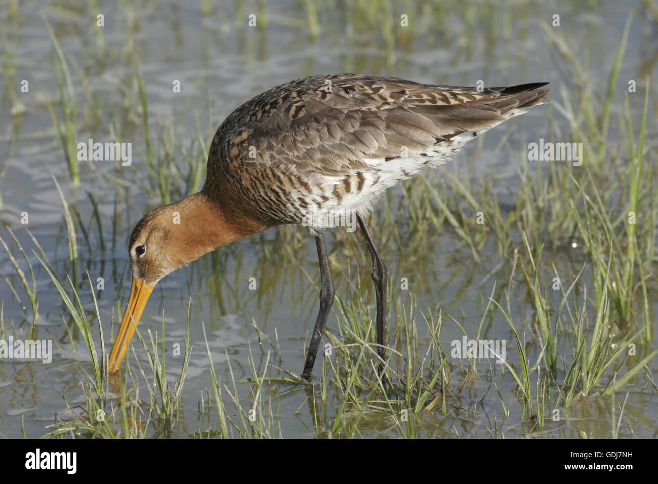 zoology / animals, avian / birds, Black-tailed Godwit, (Limosa limosa ...