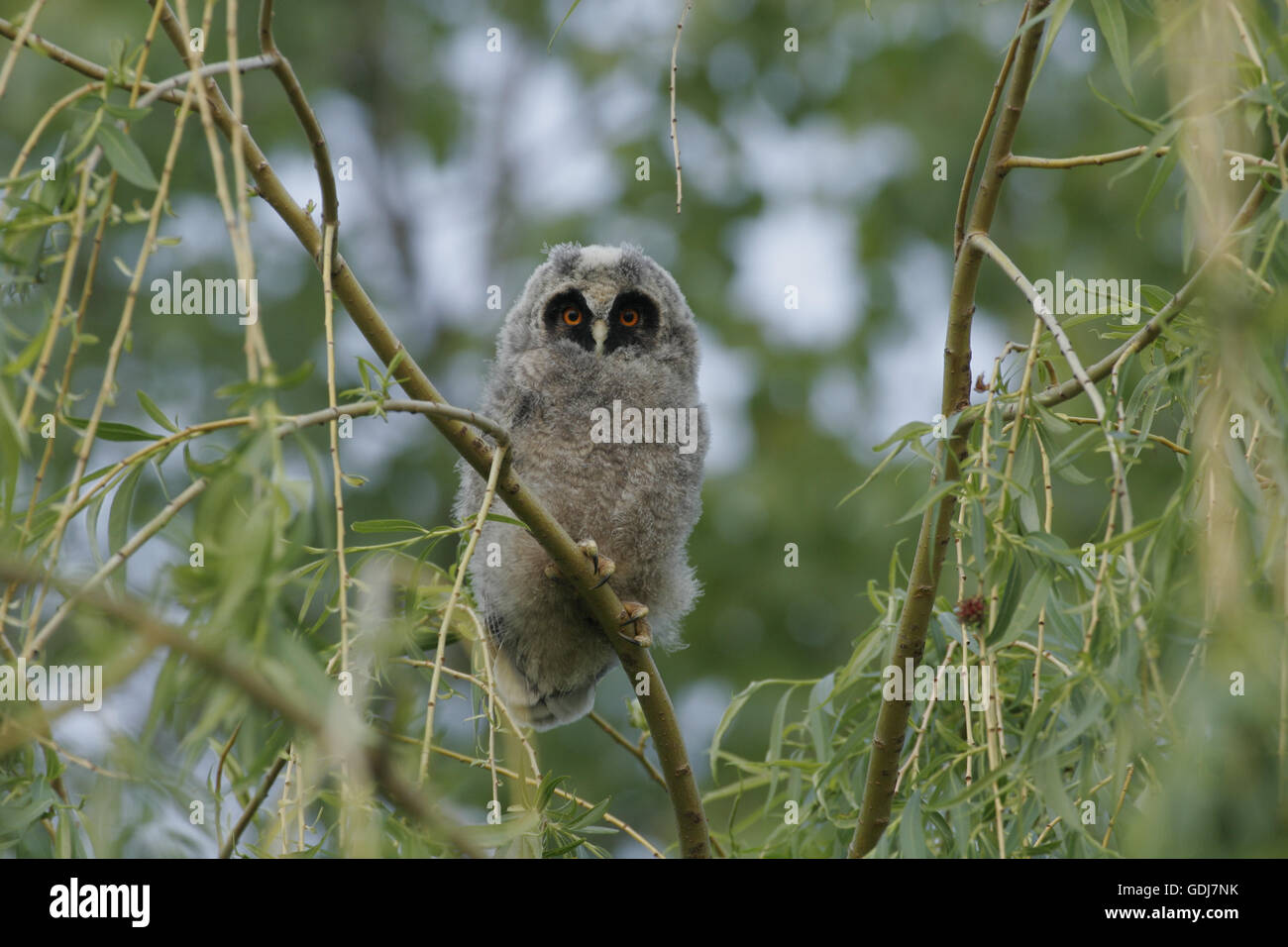 zoology / animals, avian / bird, Long-eared Owl, (Asio otus), sitting on branch, distribution ...
