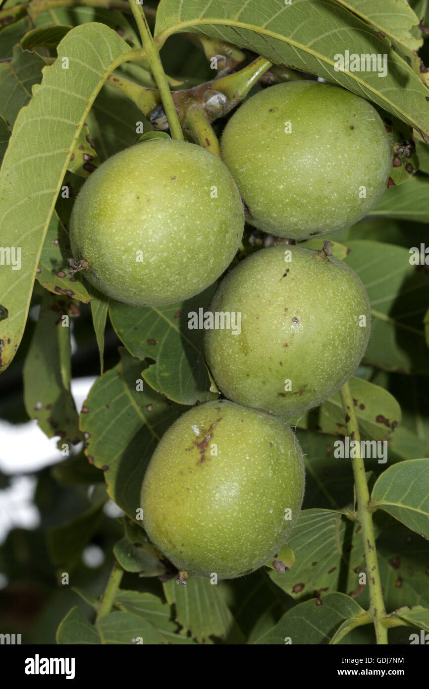 Walnut tree persian walnut juglans hi-res stock photography and images ...