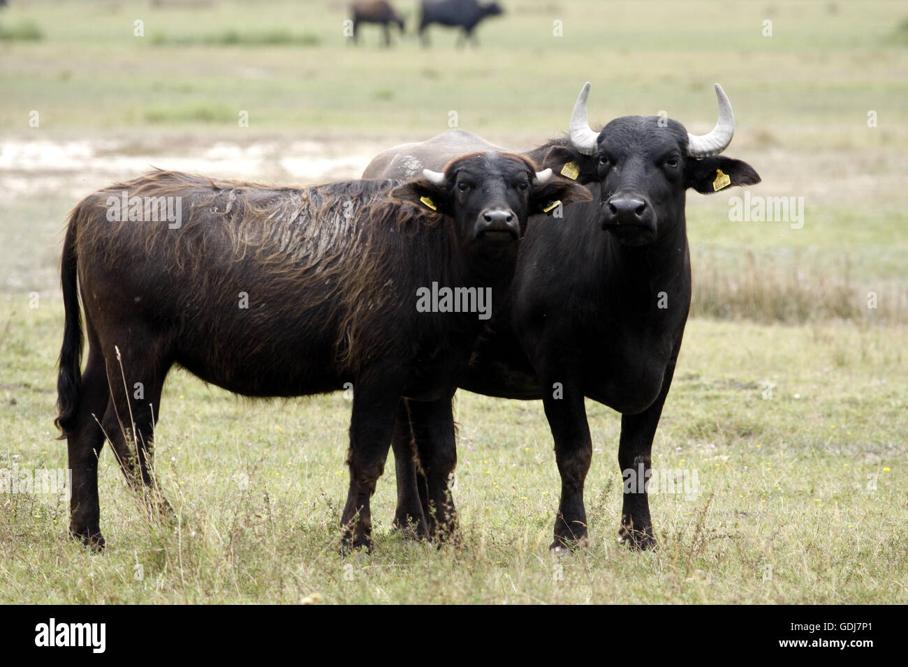 zoology / animals, mammal / mammalian, Buffalos, Water Buffalo ...