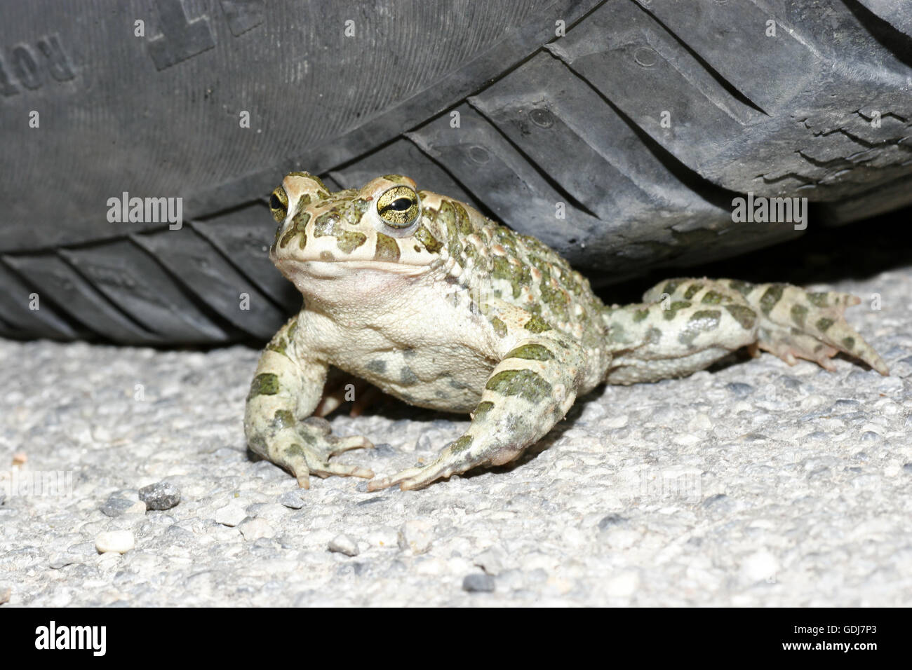 Eastern Green Toad Stock Photos & Eastern Green Toad Stock Images - Alamy