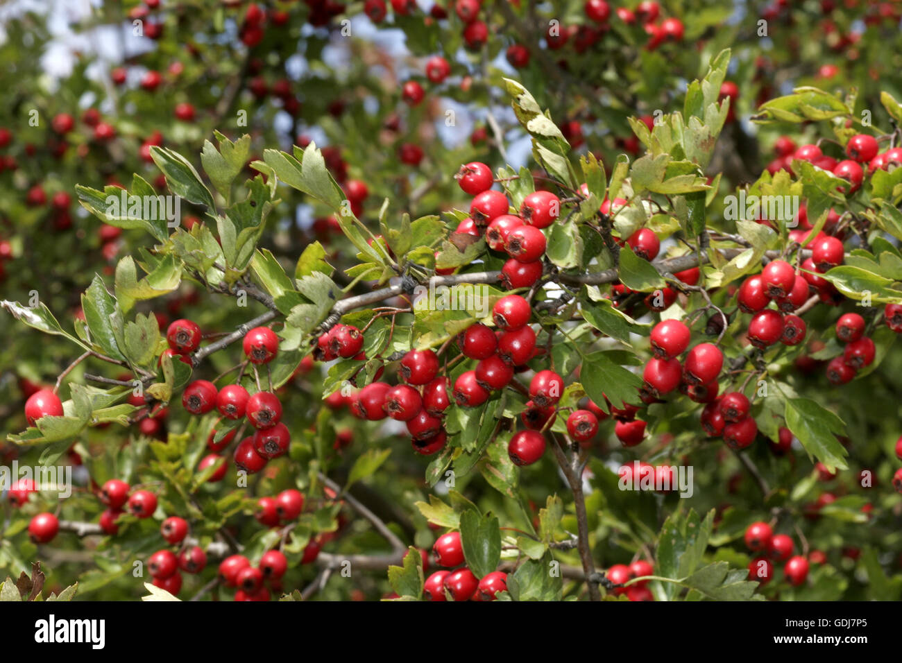 botany, Hawthorn, (Crataegus), Common Hawthorn, (Crataegus monogyna ...