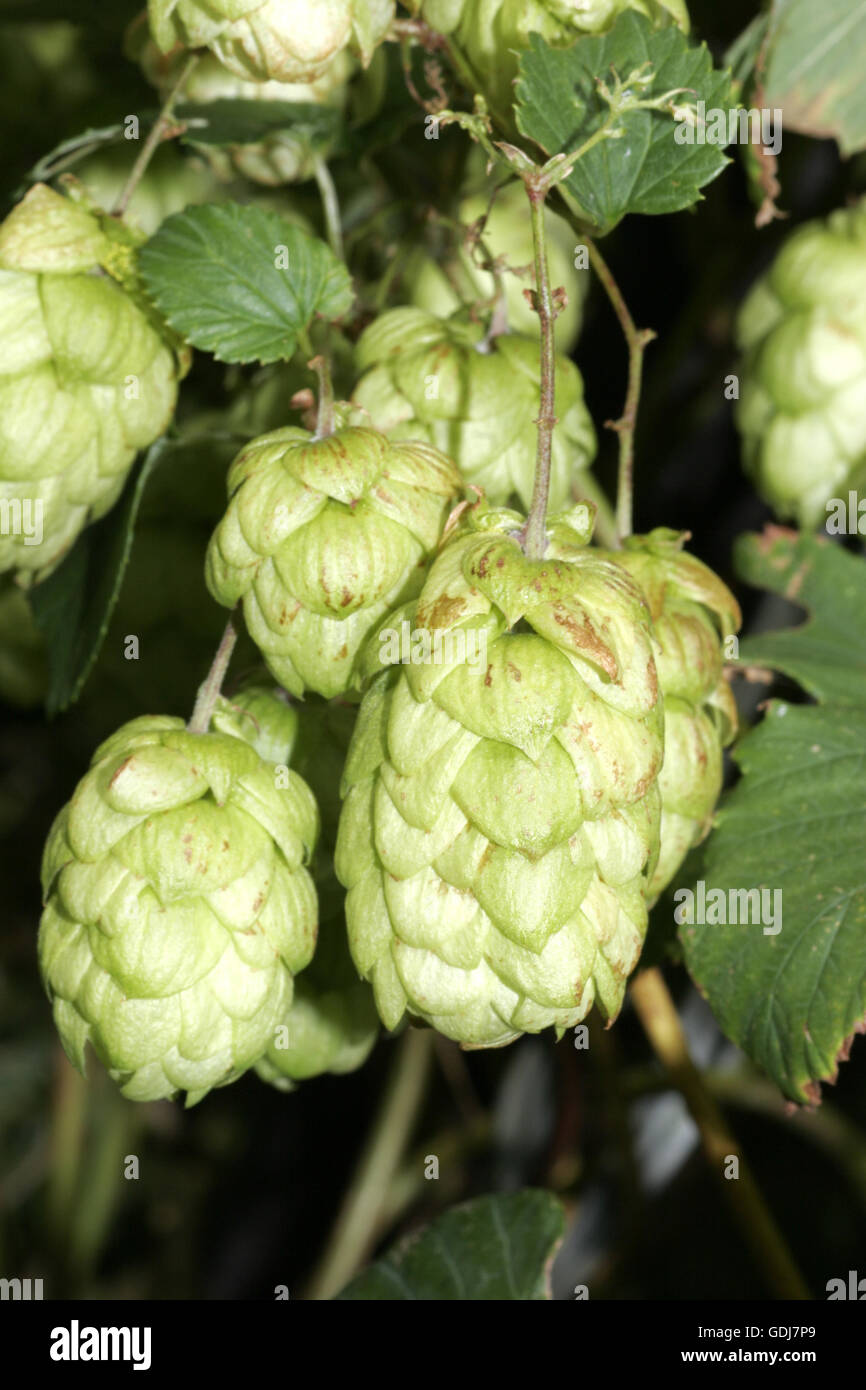 botany, Hop, (Humulus), Common Hop, (Humulus lupulus), wild hops ...