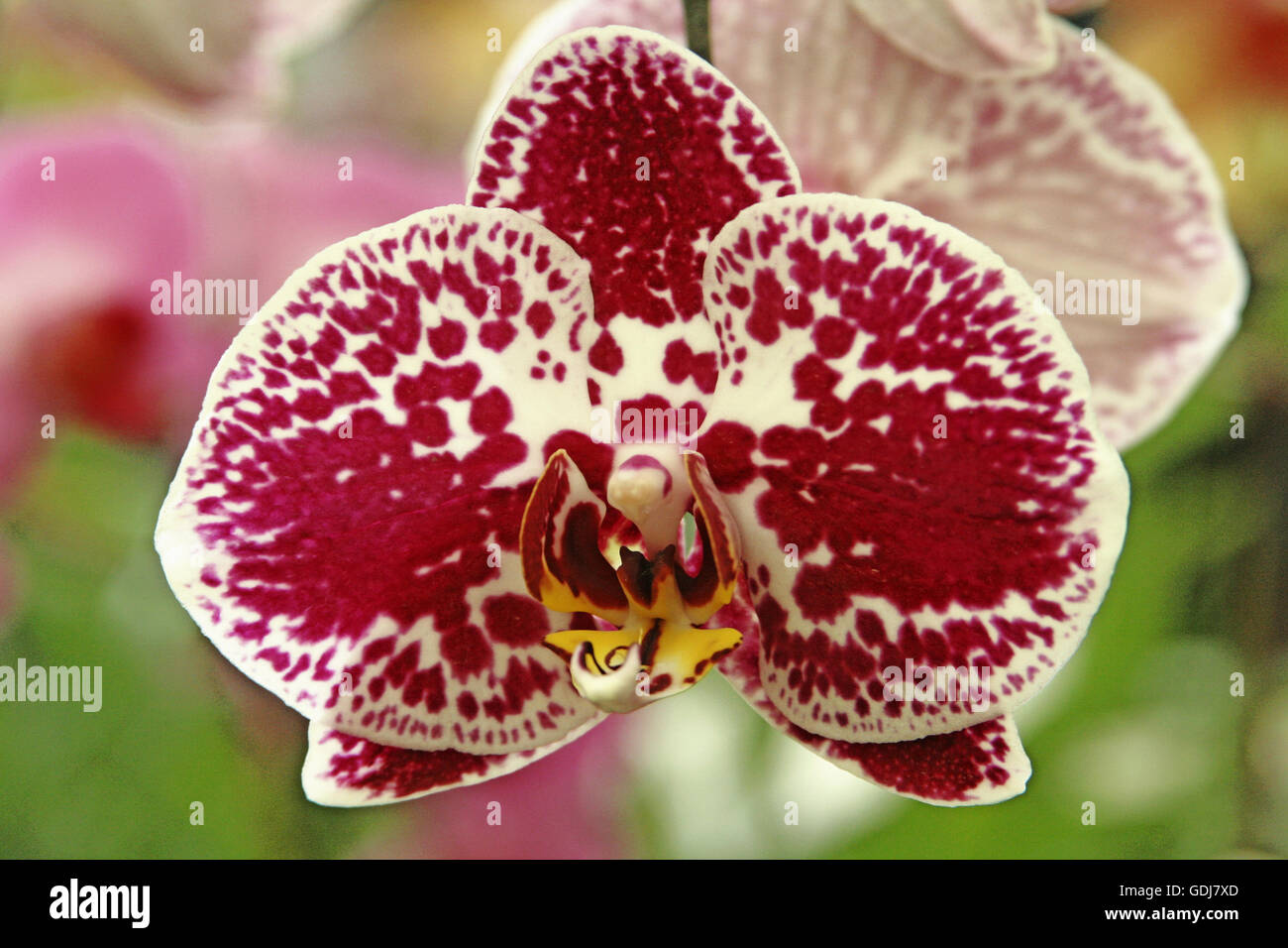 botany, orchids, orchid Phalaenopsis, Frankfurt am Main, Germany ...
