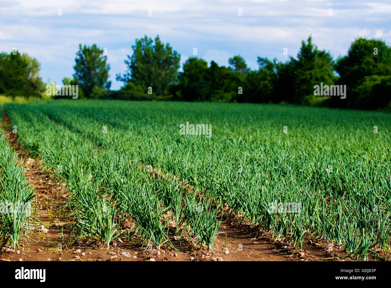 Organic Red onion on the field Stock Photo - Alamy