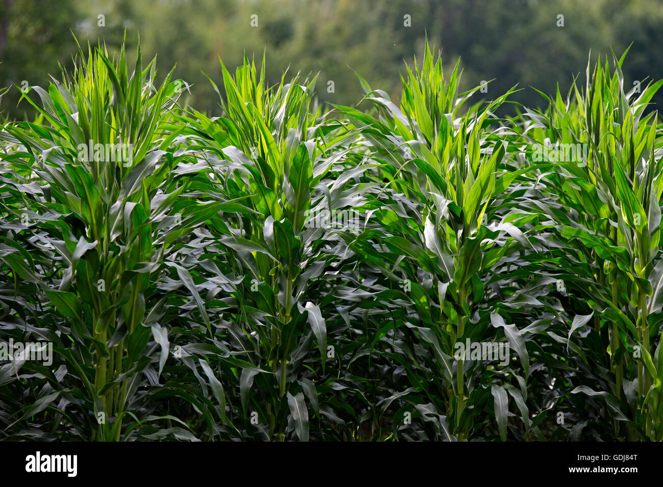 View summer corn field hi-res stock photography and images - Alamy