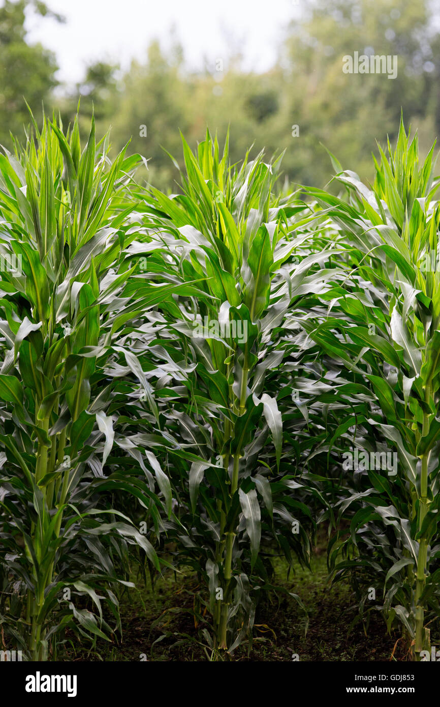 View summer corn field hi-res stock photography and images - Alamy