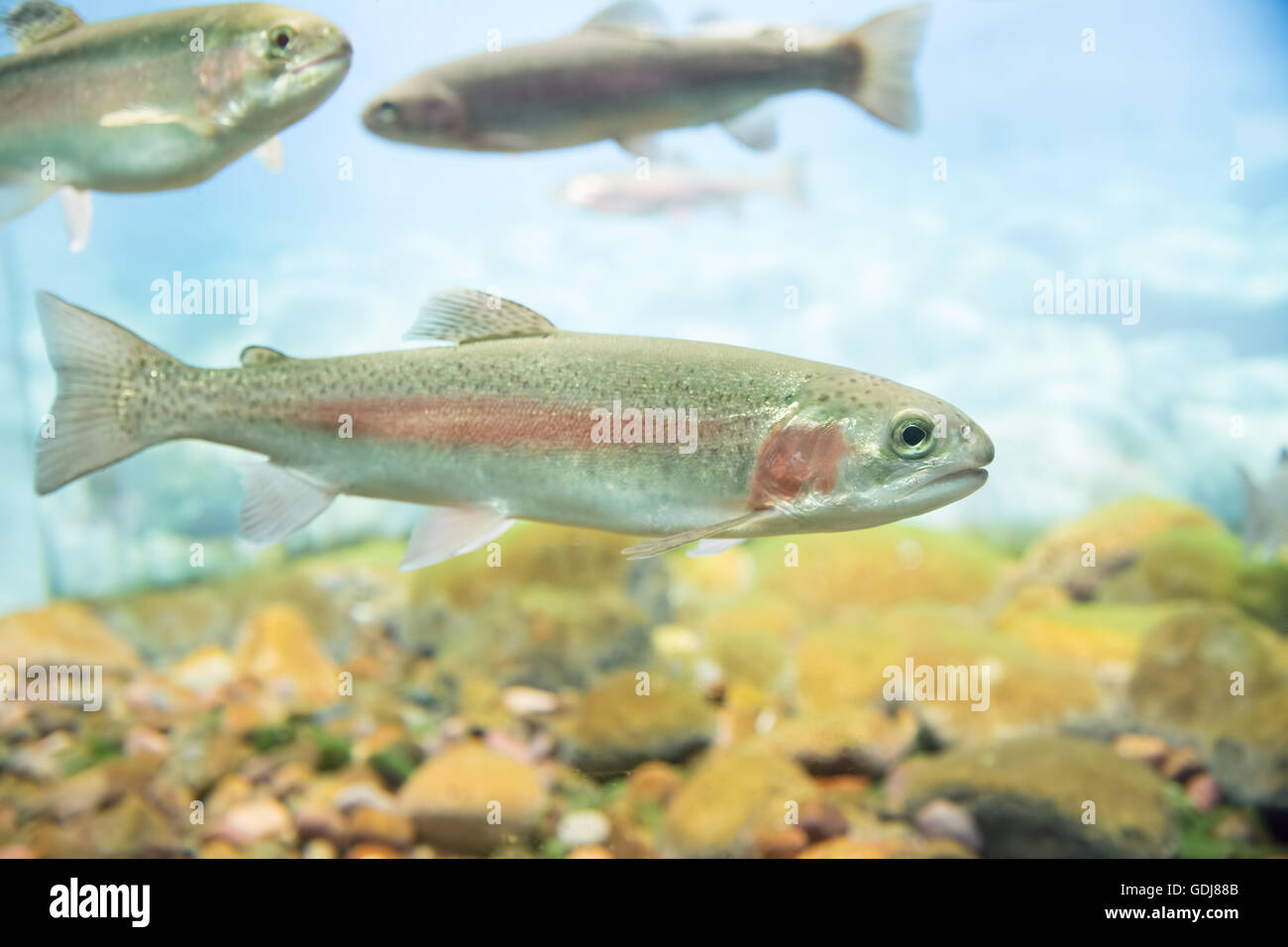 Close up view of a rainbow trout swimming along a rocky streambed Stock ...