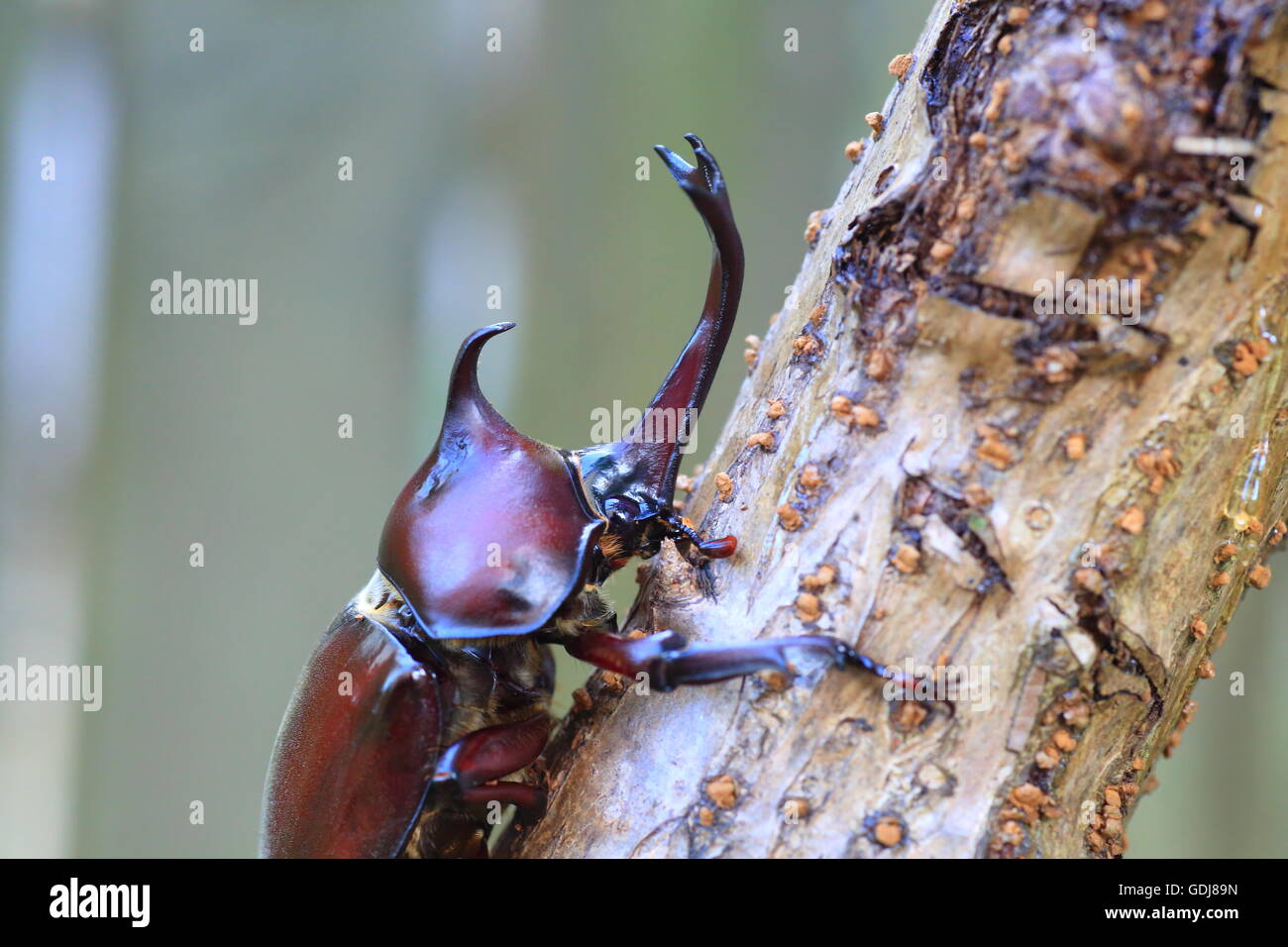 Japanese rhinoceros beetle (Trypoxylus dichotomus) in Japan Stock Photo ...