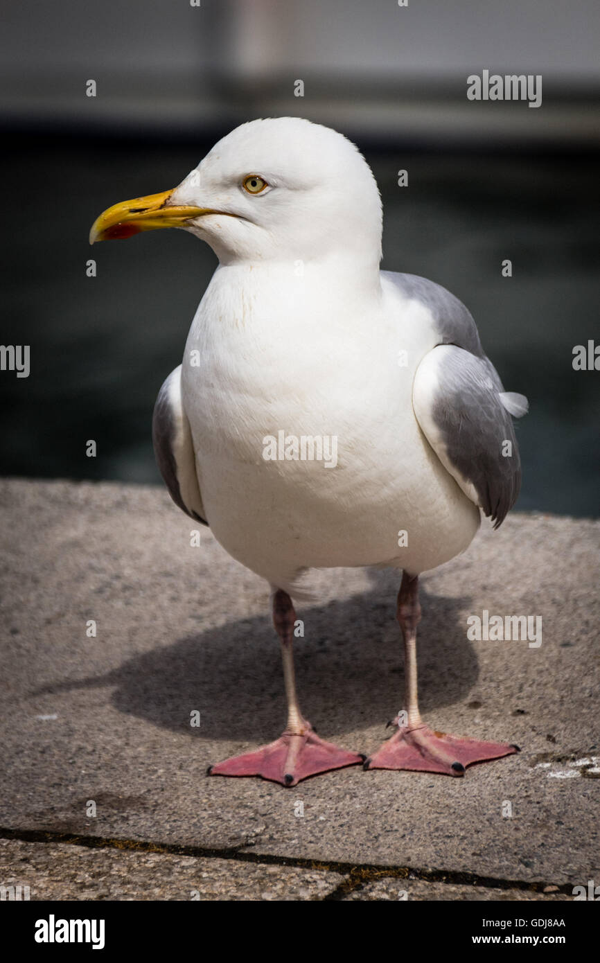 Seagull feet hi-res stock photography and images - Alamy