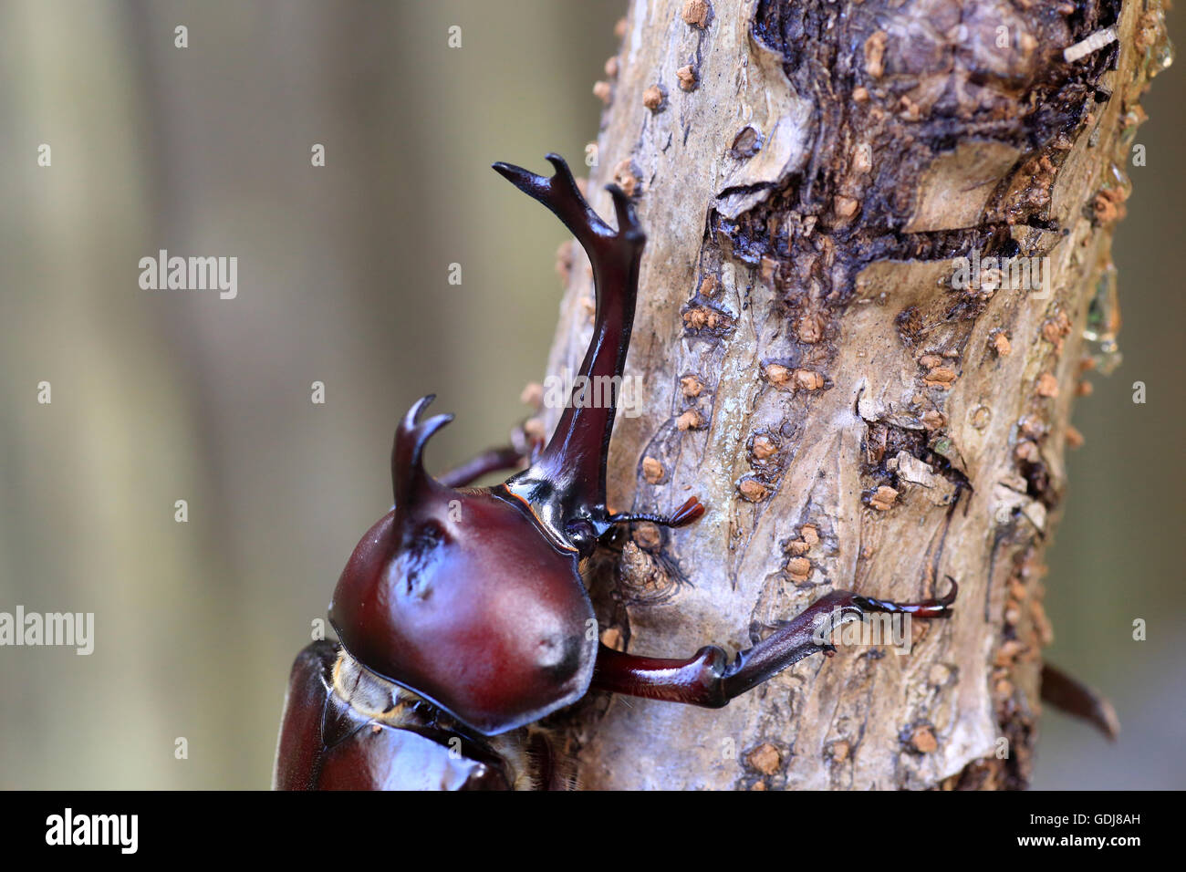Japanese rhinoceros beetle (Trypoxylus dichotomus) in Japan Stock Photo ...