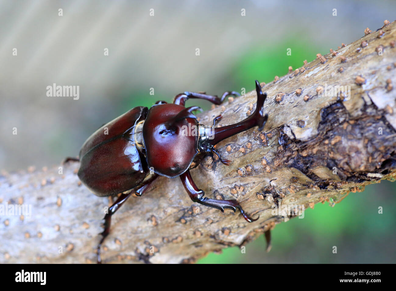 Japanese rhinoceros beetle (Trypoxylus dichotomus) in Japan Stock Photo ...