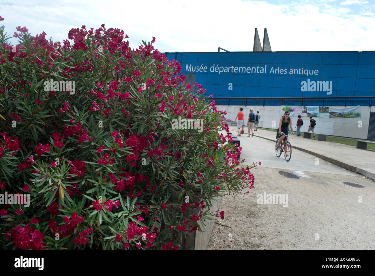 Oleander tree at hi-res stock photography and images - Alamy