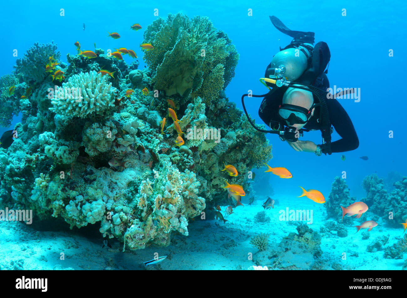 Male scuba diver with a school of Longspine anthias (Pseudanthias ...