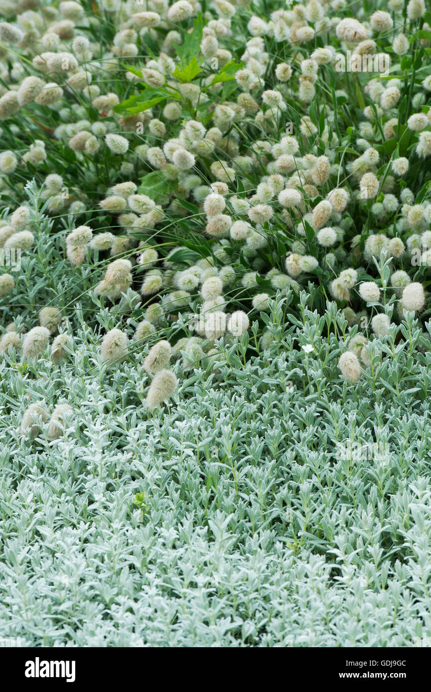 Lagurus ovatus. Hare's tail grass. UK Stock Photo - Alamy