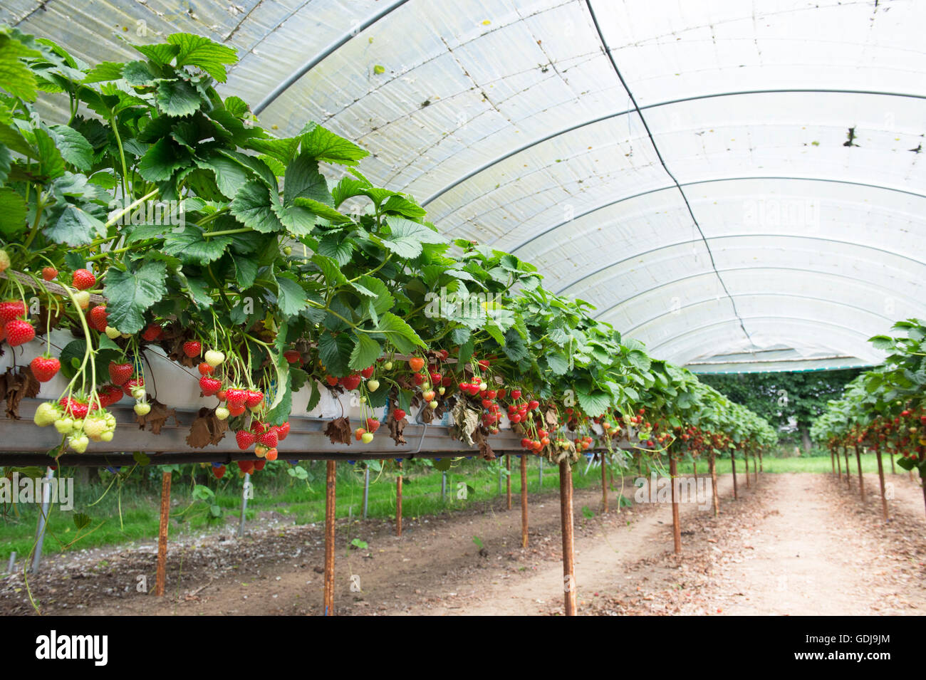 Ripe Strawberries in a polytunnel on a pick your own farm. England ...