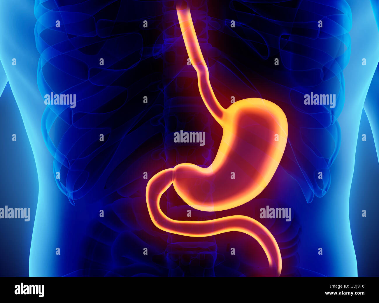 3D illustration of Stomach, Part of Digestive System, anatomy detail ...