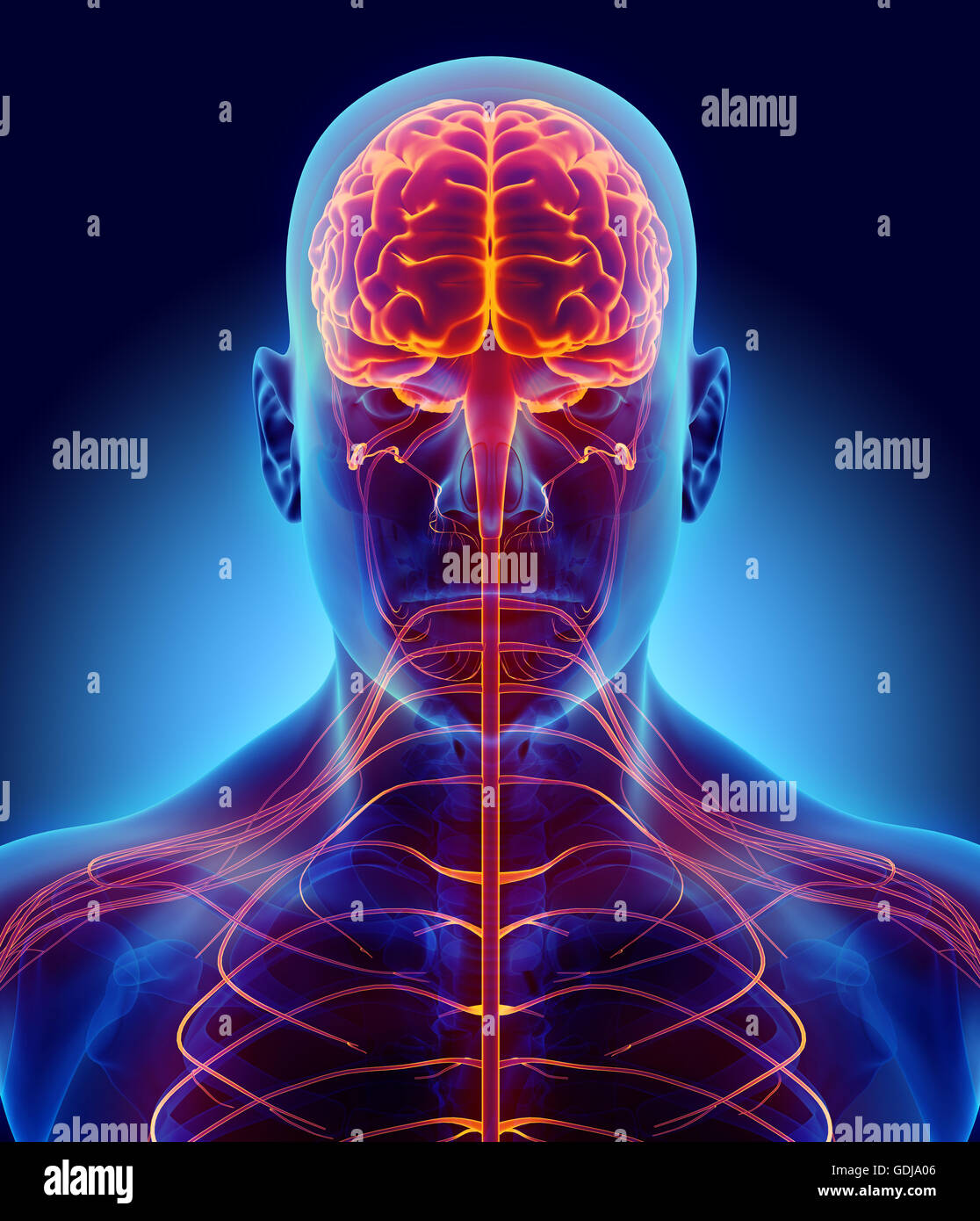 3D illustration male shiny red nervous system, medical and anatomy ...