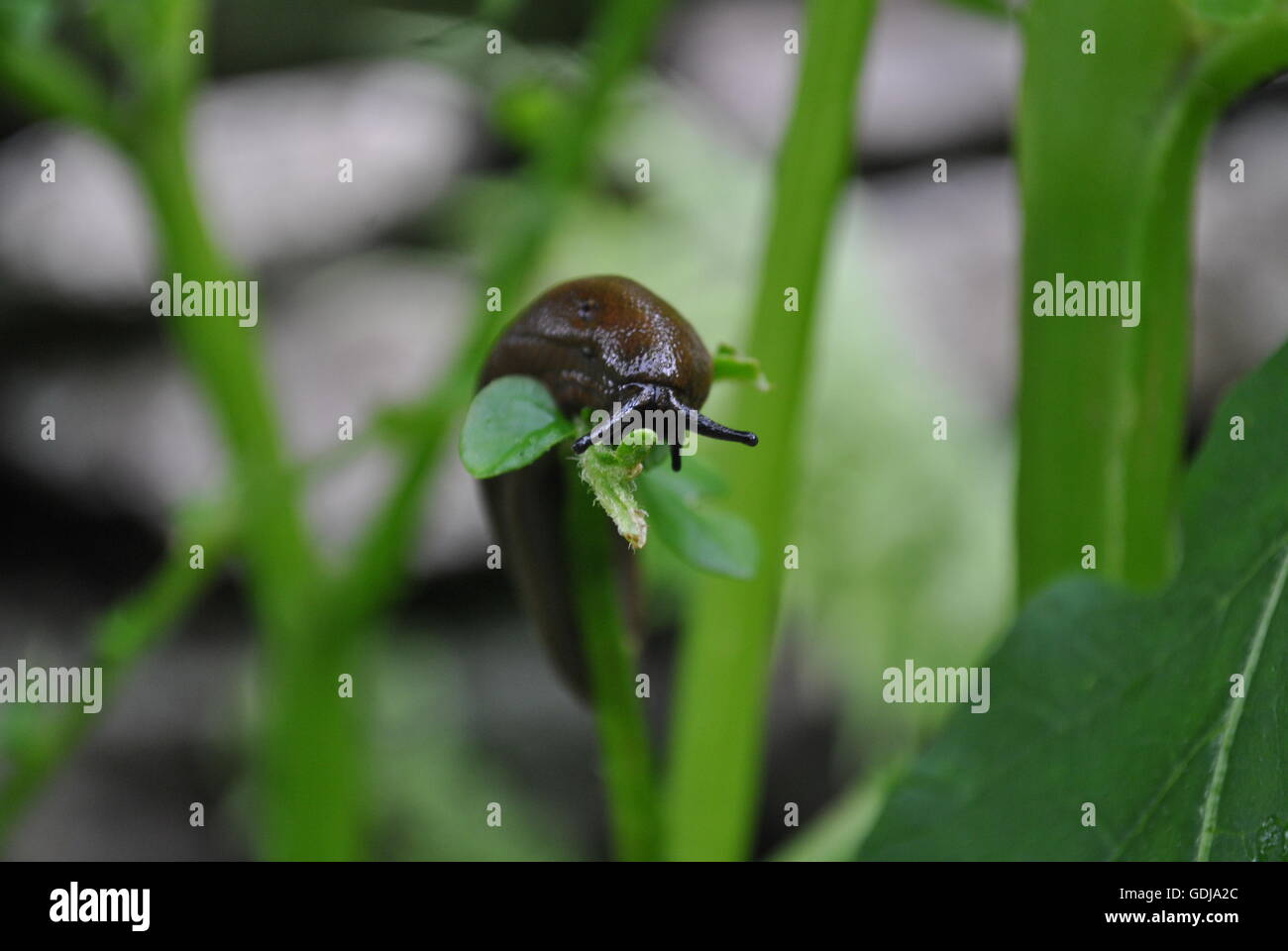 Arion vulgaris: Spanish slug. Munching om potato plant Stock Photo - Alamy