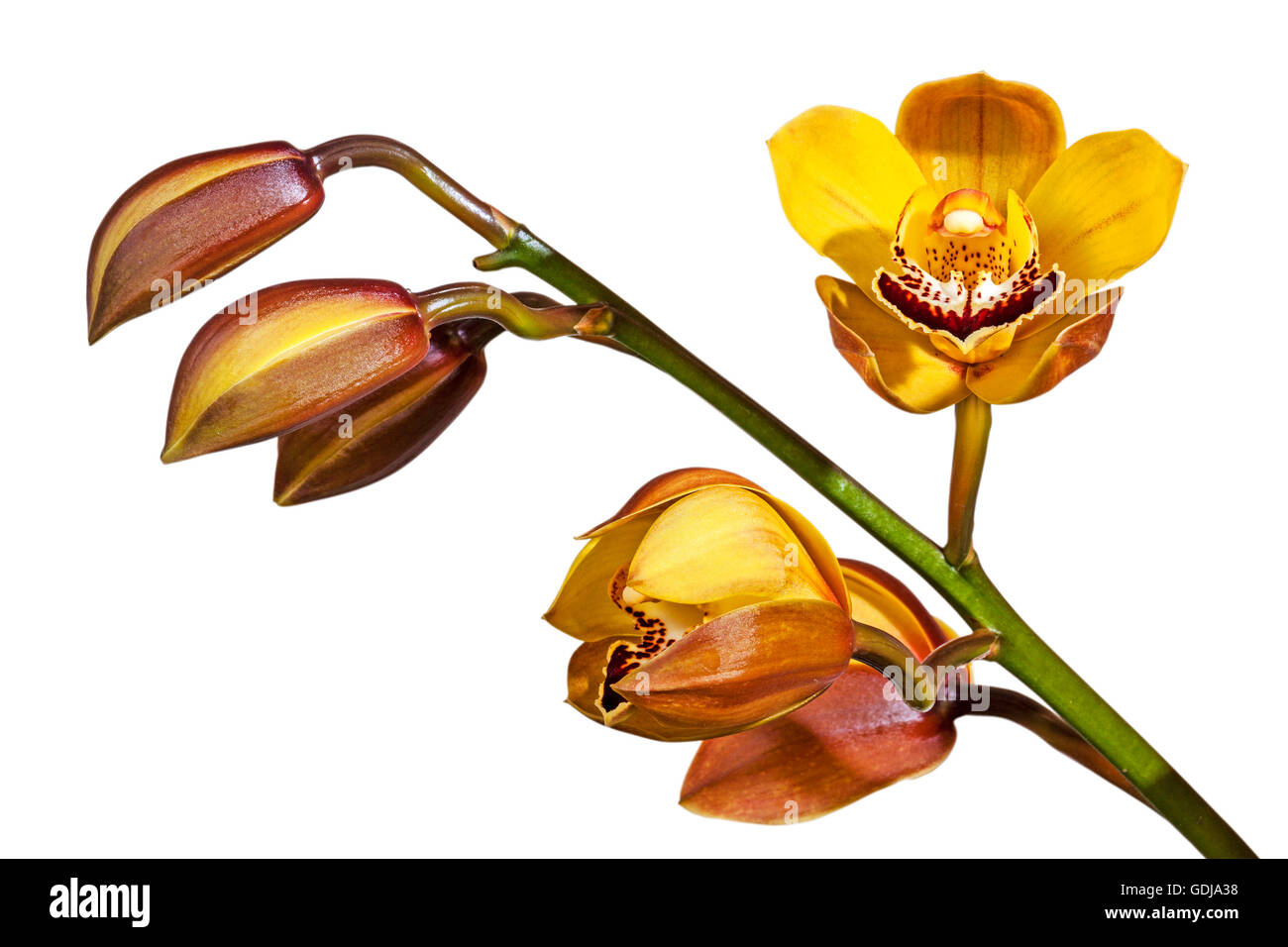 Half open flower Cut Out Stock Images & Pictures - Alamy