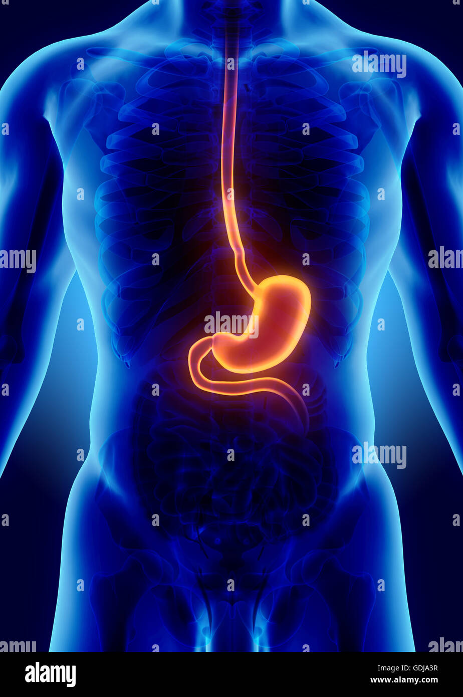 3D illustration of Stomach, Part of Digestive System, anatomy detail ...