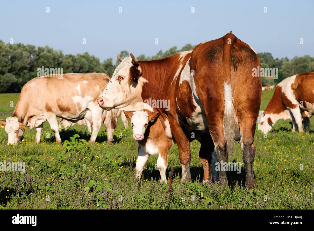 Cow and calf in nature hi-res stock photography and images - Alamy