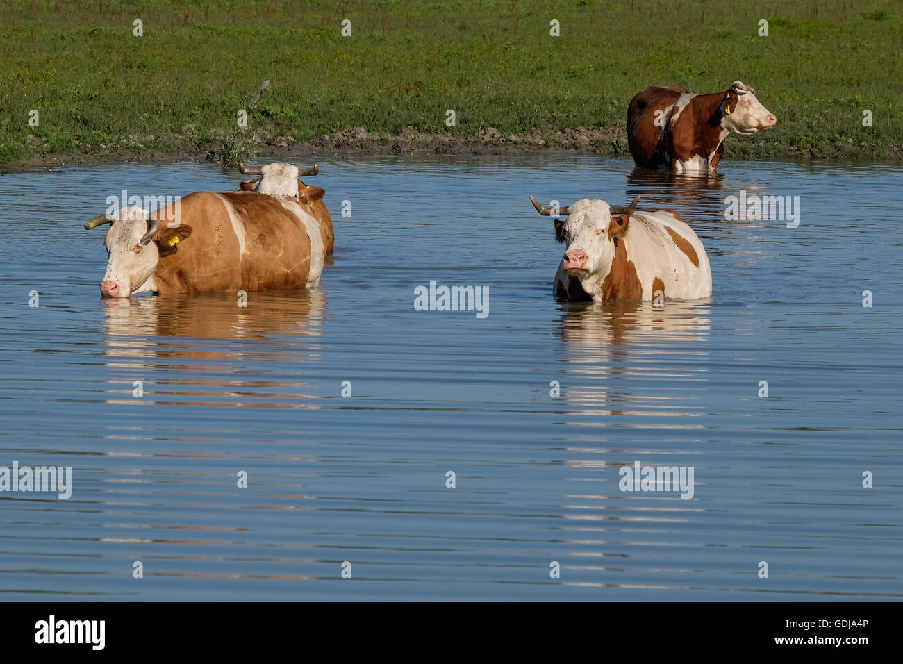Slavonian-Syrmian Cattle bathing in a pond in Lonjsko Polje Nature Park ...