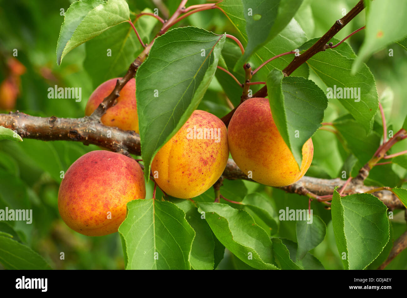 Big ripe red-orange apricots on the branch Stock Photo - Alamy