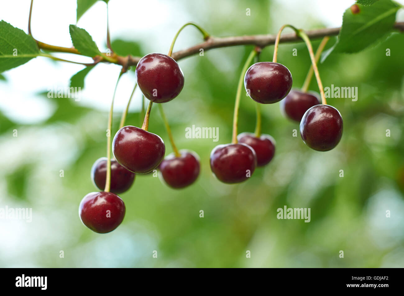 Red branch hi-res stock photography and images - Alamy