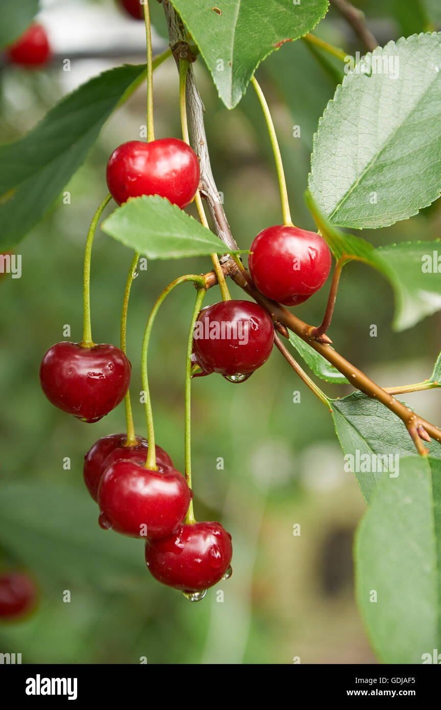 wet red cherries on the tree after rain Stock Photo - Alamy