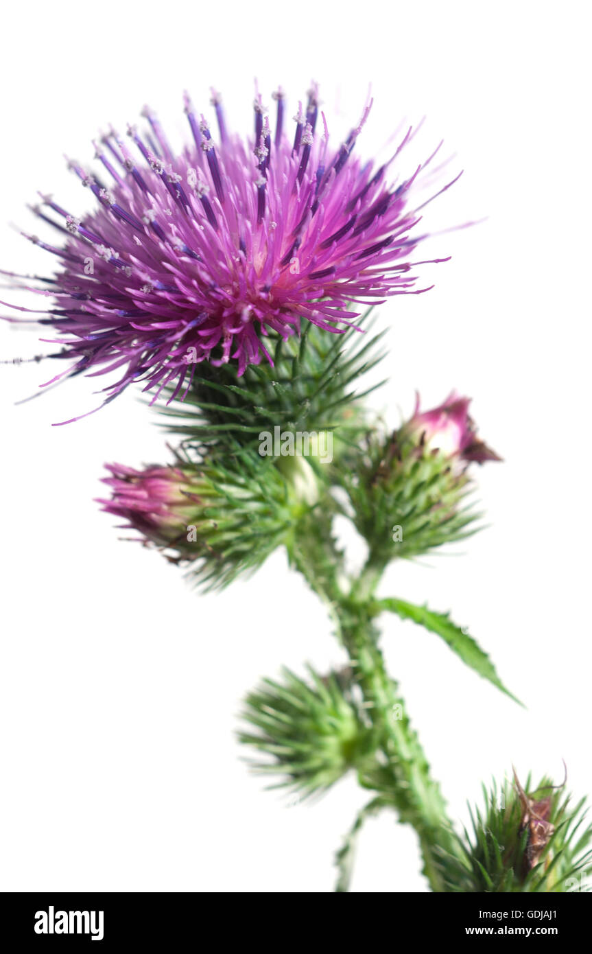 Thistle flower over white background, closeup shot Stock Photo - Alamy