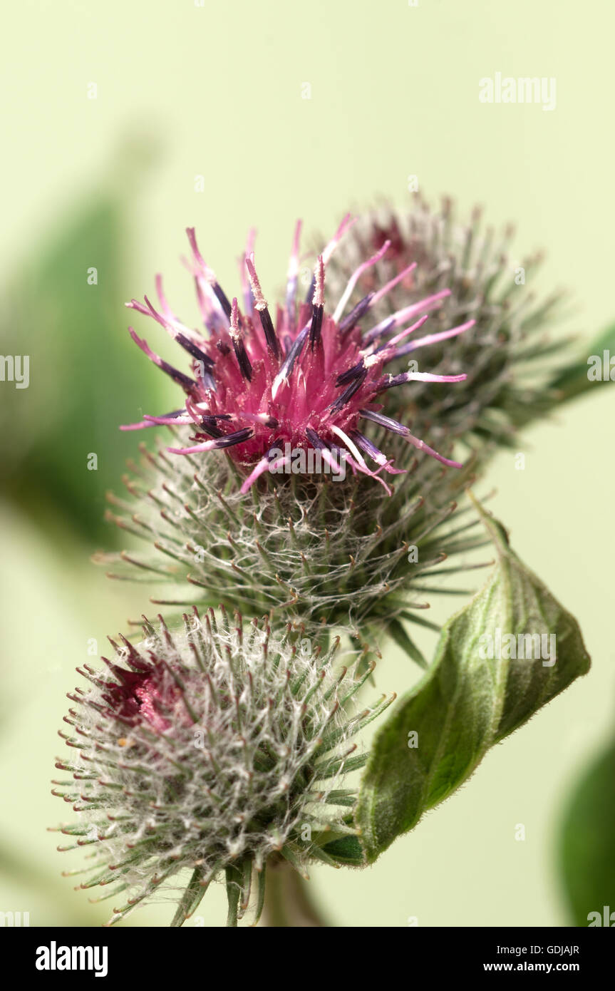 Burdock flowers on a green background, macro Stock Photo - Alamy