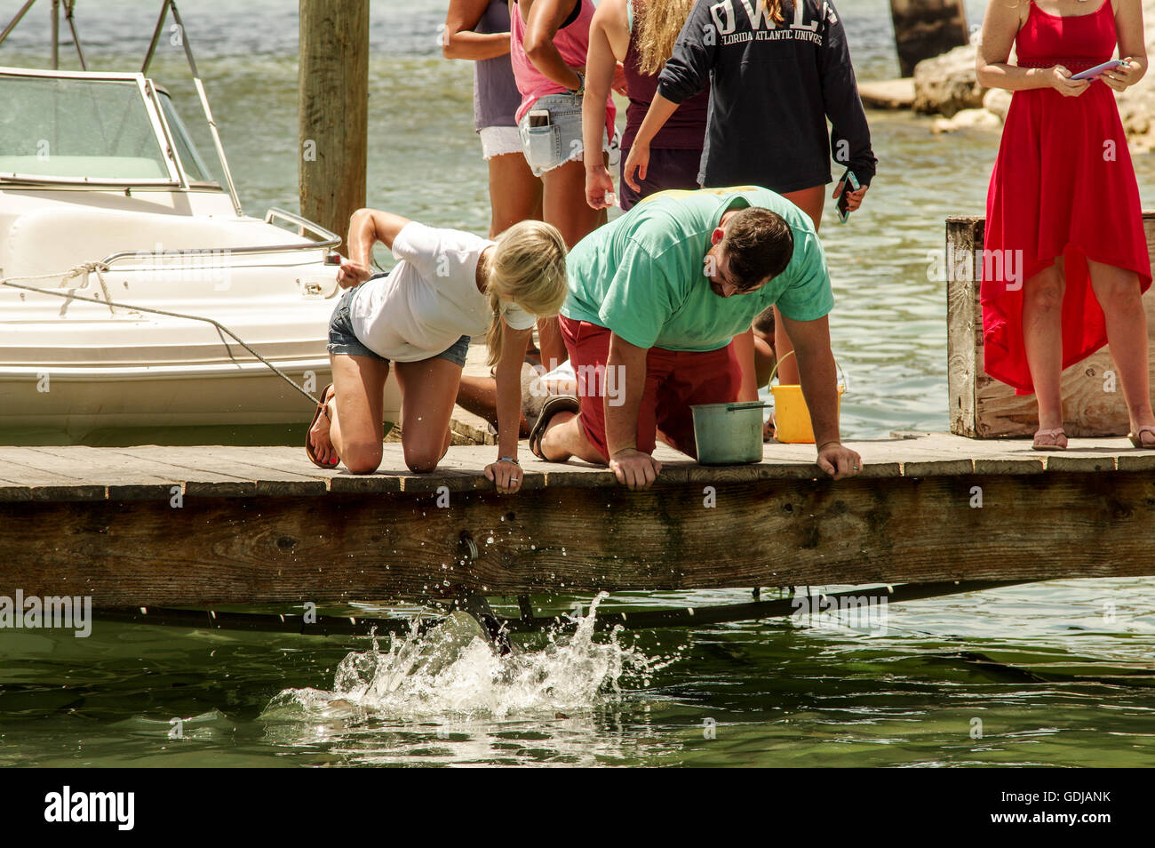 Tarpon feeding at Robbie's in Florida Keys Stock Photo - Alamy