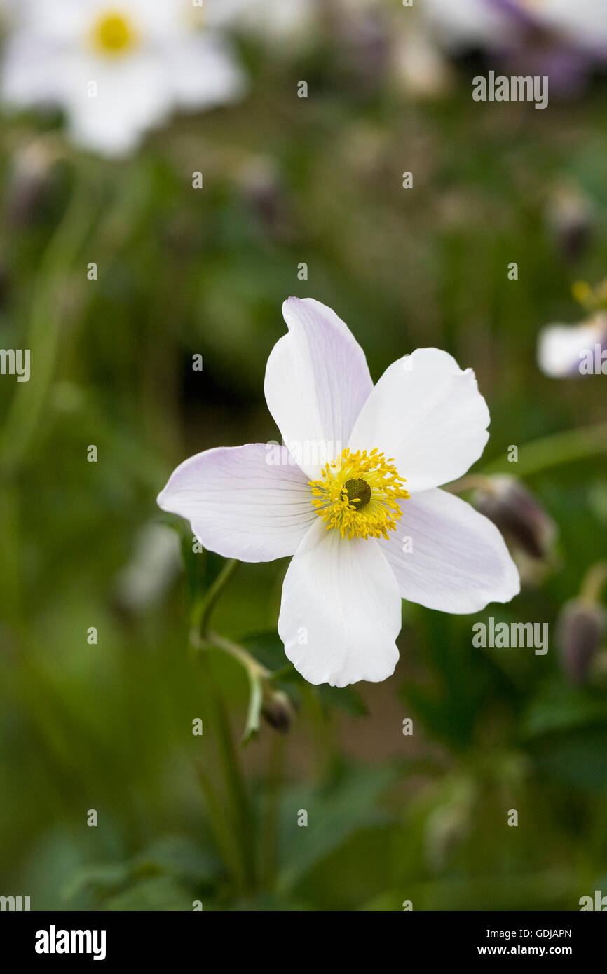 Anemone 'Wild Swan' growing in an English garden Stock Photo - Alamy