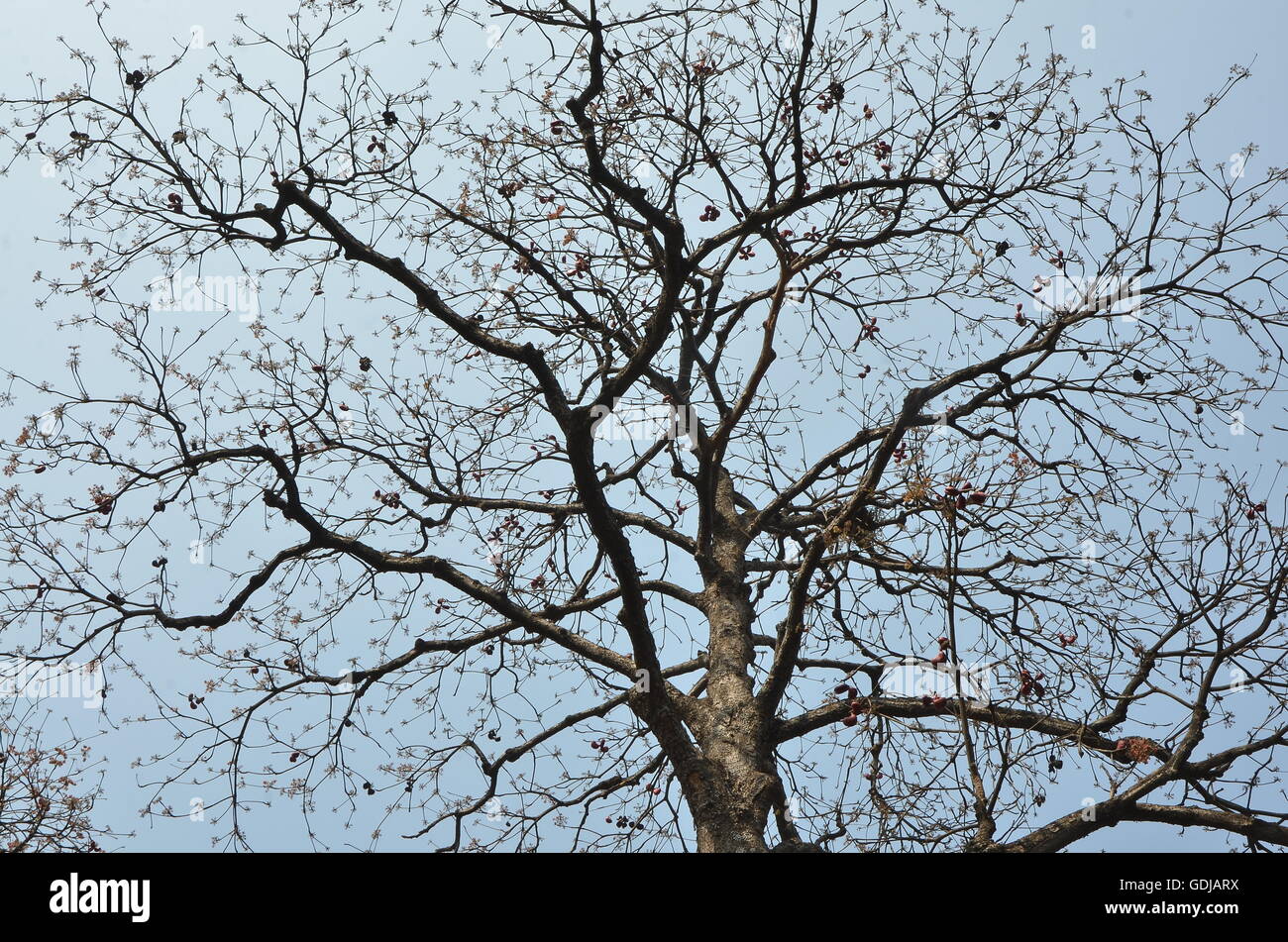 This leafless tree attracted everybody's attraction due to its ...